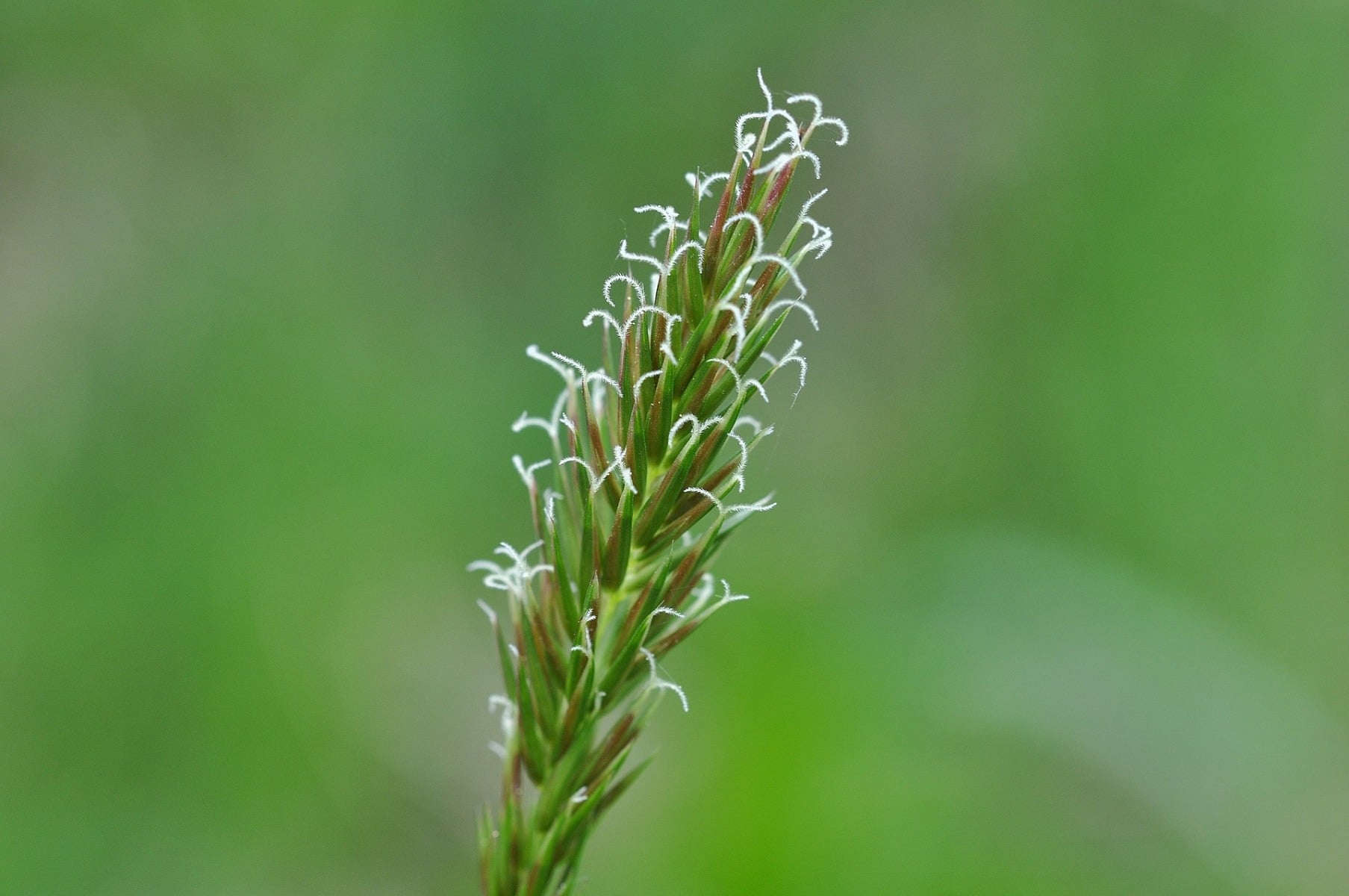 Gramigna Erba: proprietà, benefici, uso