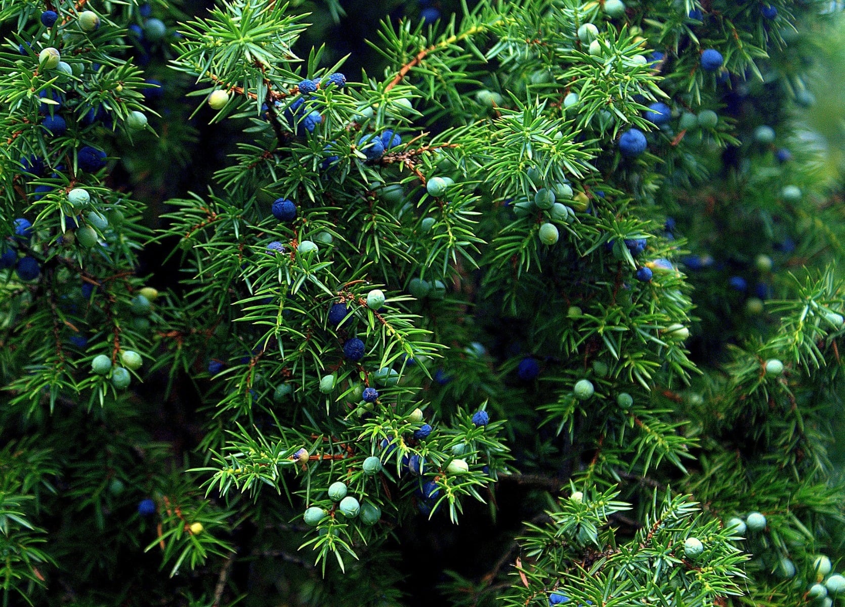 Ginepro: proprietà, benefici, usi Juniperus communis
