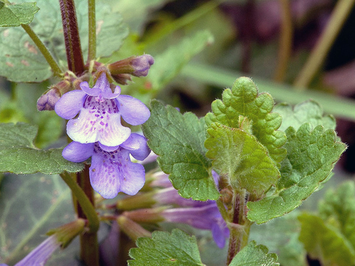 Edera Terrestre: proprietà pianta, benefici, foto Glechoma hederacea