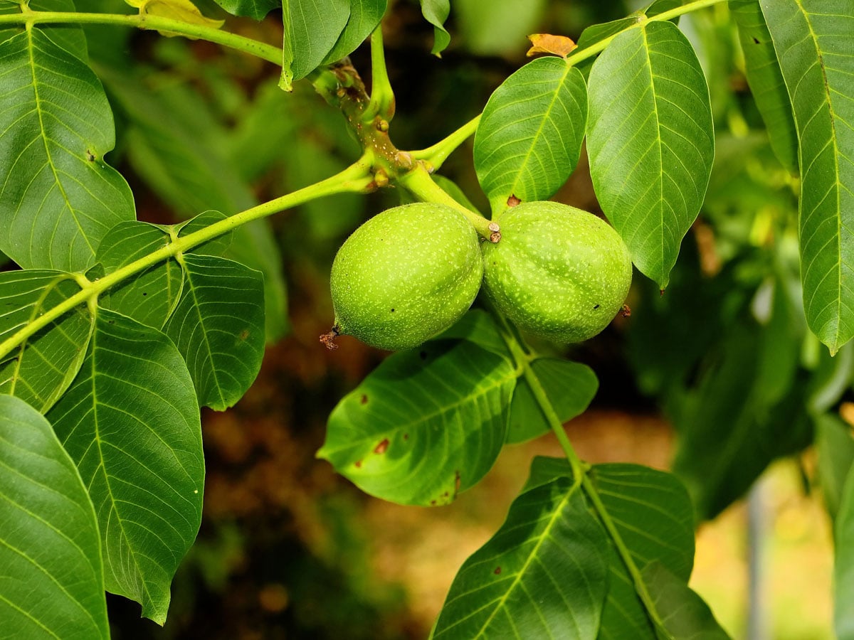 Noce Juglans regia: proprietà, benefici, usi