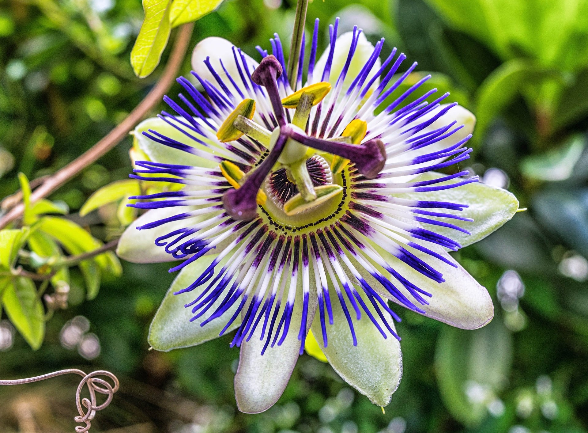 Passiflora Incarnata: proprietà, benefici, a cosa serve Fiore della ...