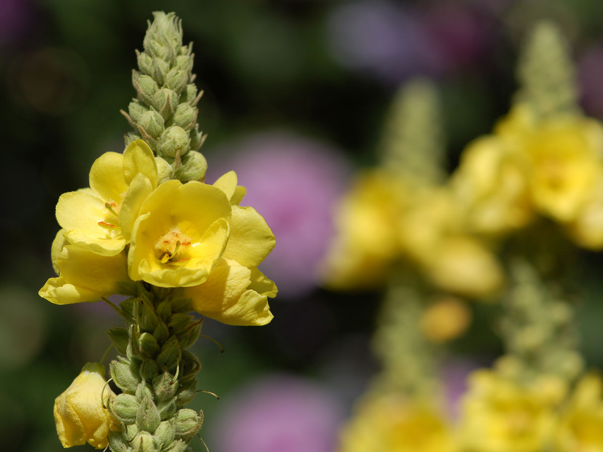 Verbasco pianta o Verbascum thapsus: proprietà, benefici, a cosa serve