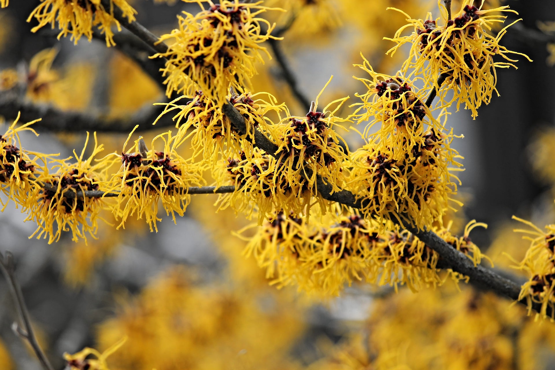 Amamelide: proprietà, benefici, a cosa serve, cos’è Hamamelis Virginiana