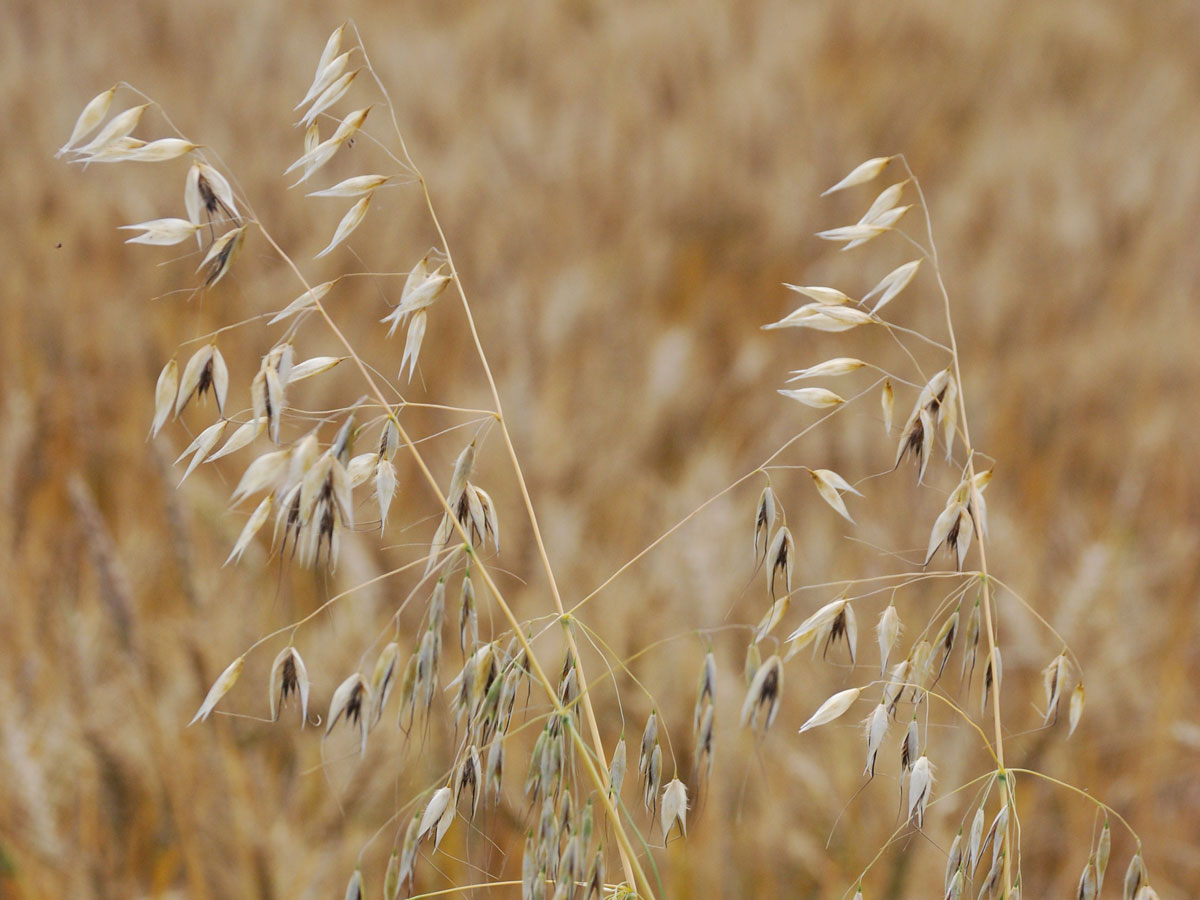 Avena sativa: proprietà, benefici, a cosa serve