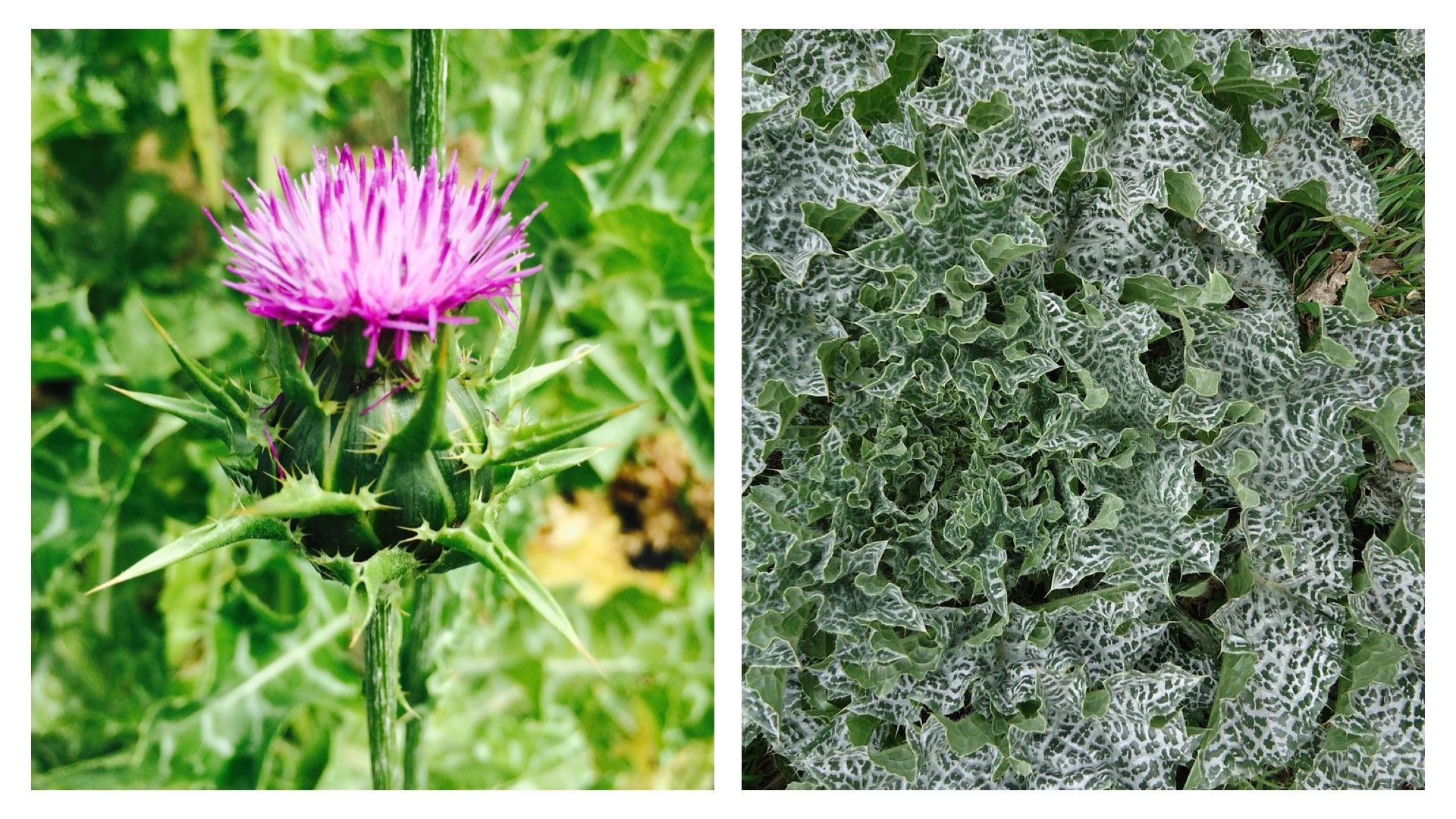 Cardo Mariano: proprietà, benefici, cos’è, a cosa serve Silybum Marianum