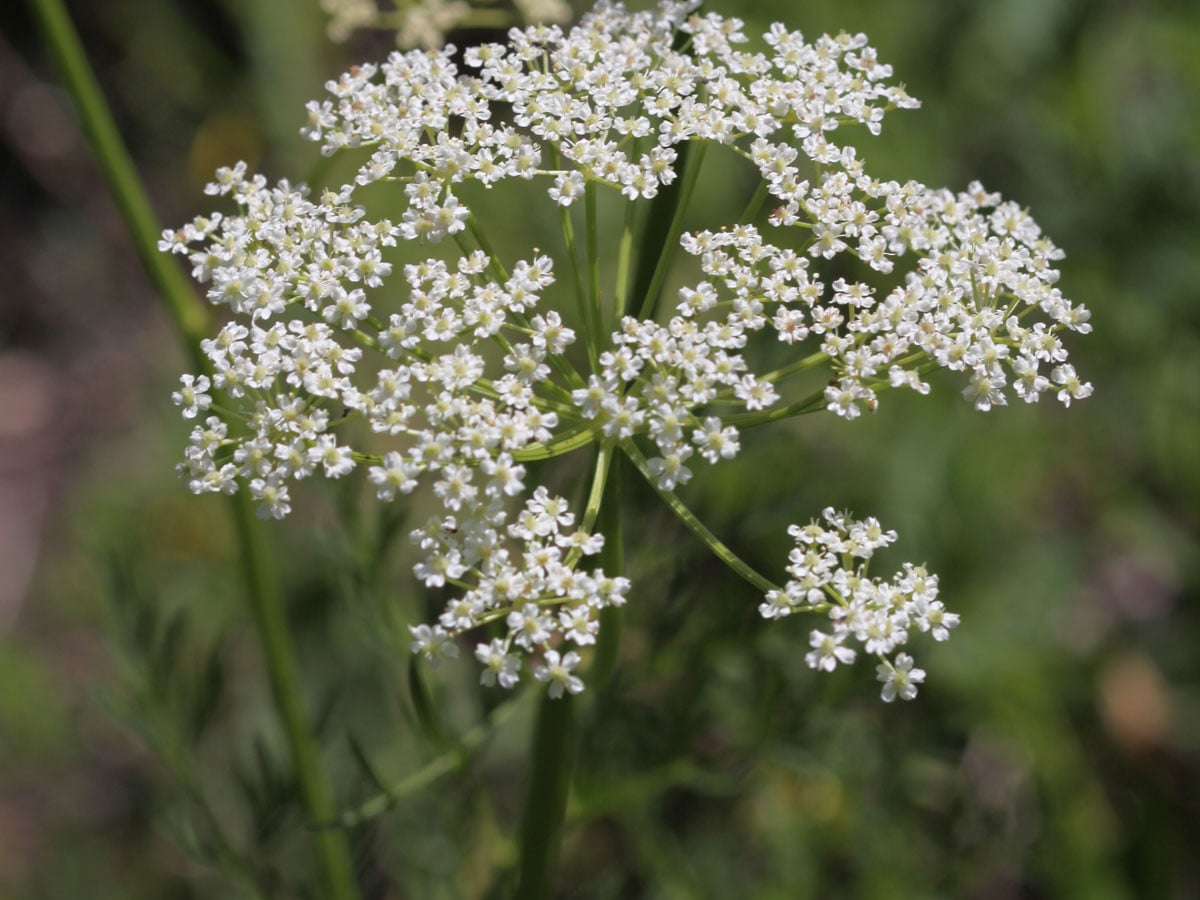 Cumino pianta: proprietà, benefici, come si usa, a cosa serve
