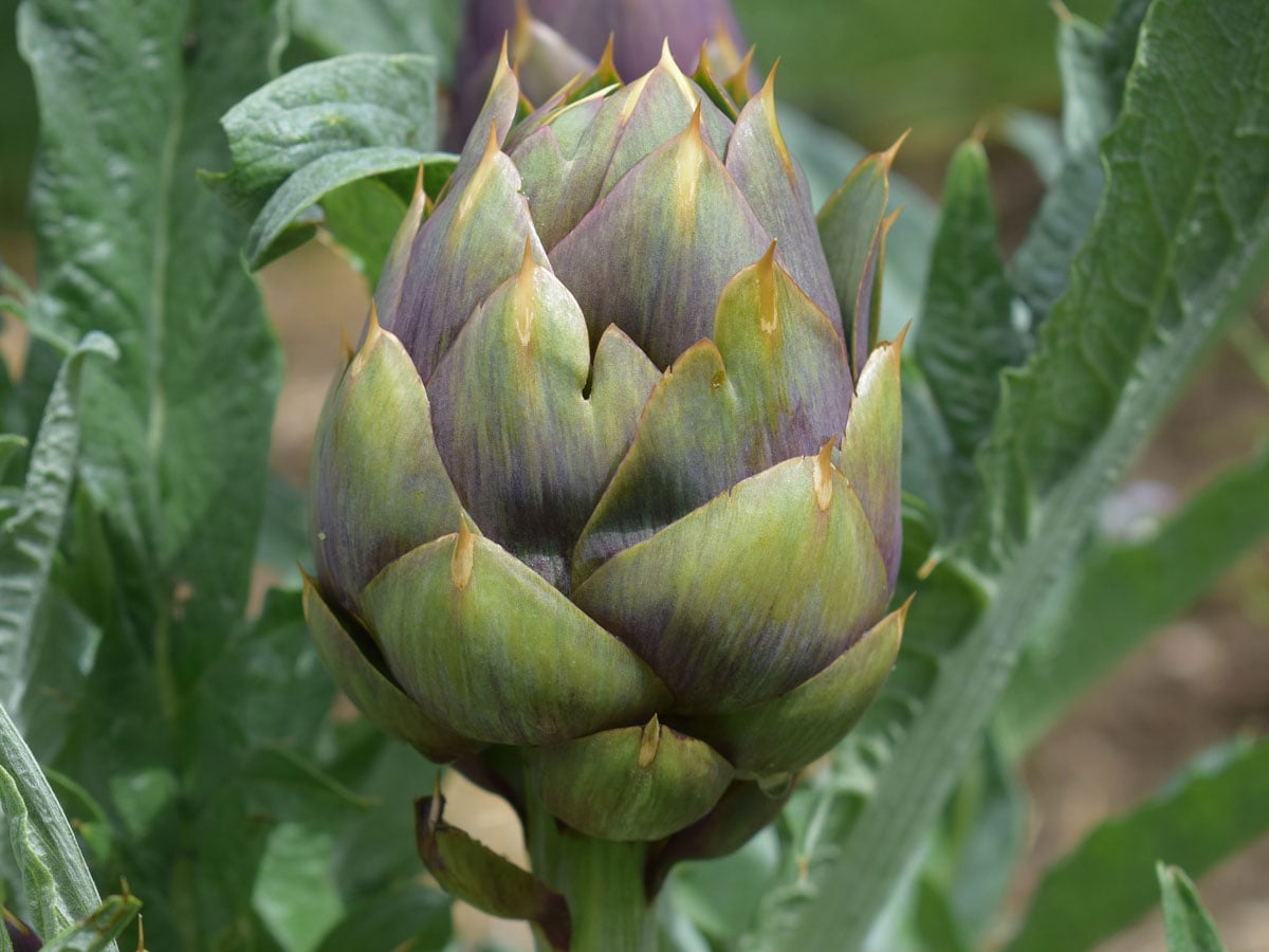 Carciofo: proprietà, benefici pianta, usi Cynara scolymus