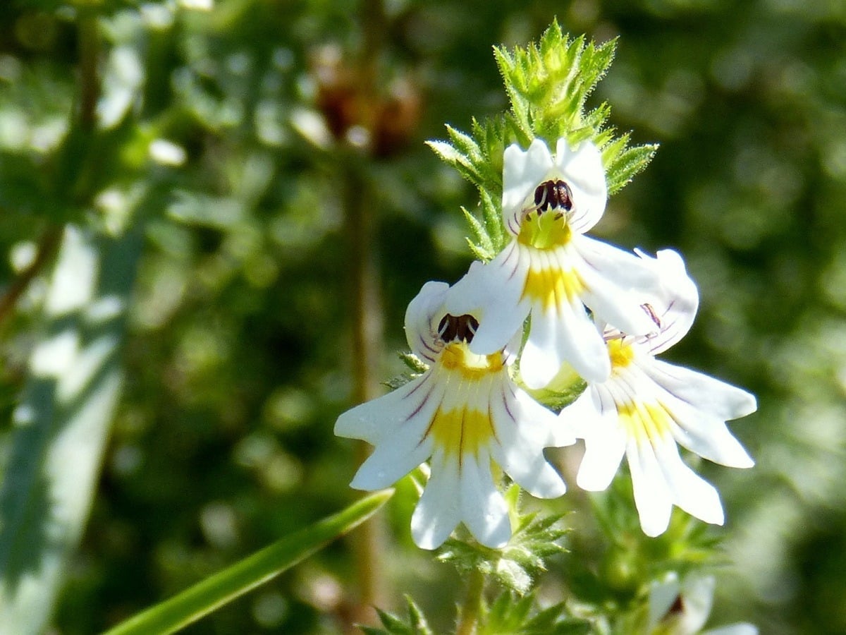 Eufrasia o Euphrasia officinalis: proprietà pianta, significato, usi