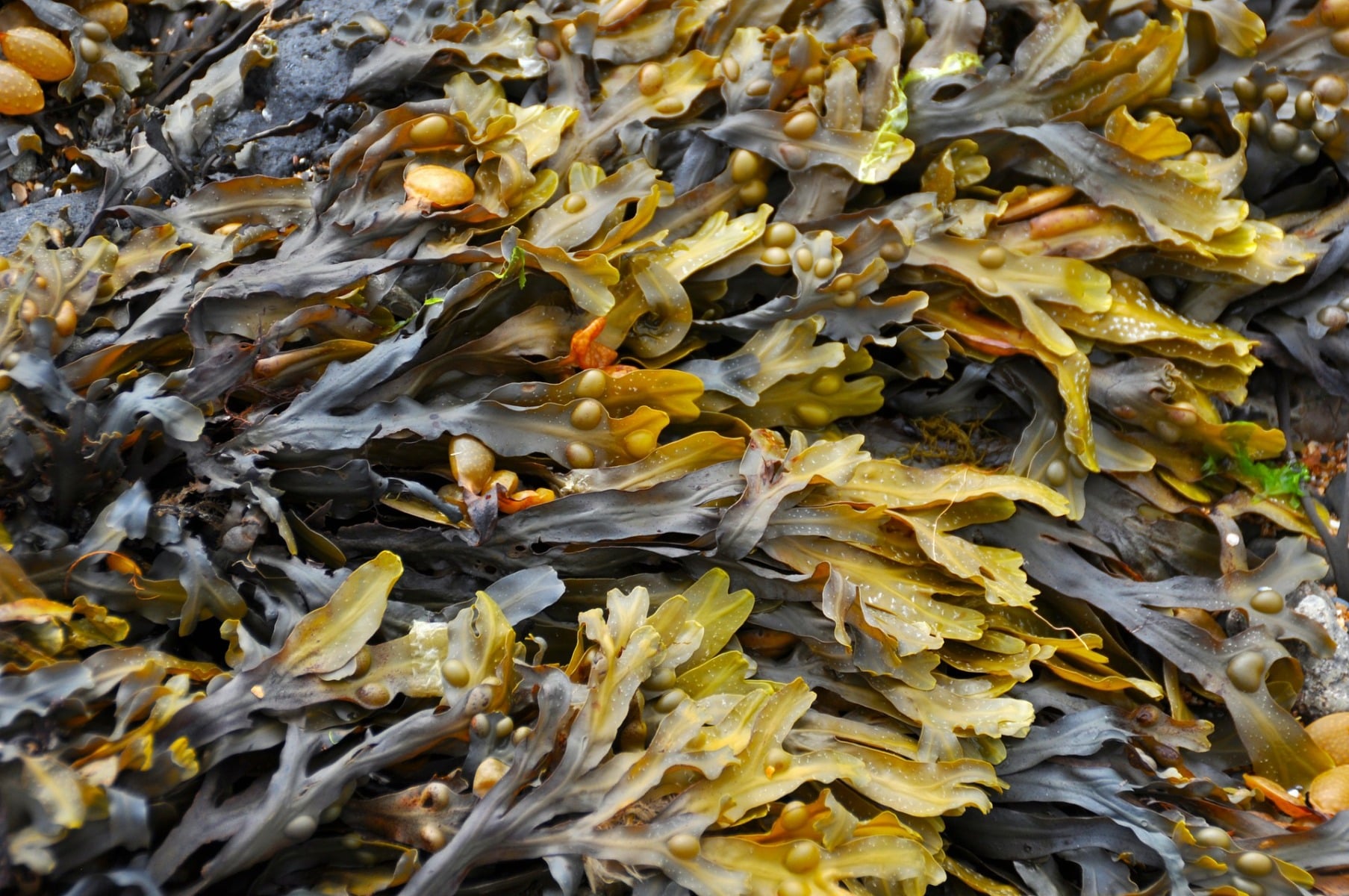 Fucus Vesiculosus: benefici, proprietà, a cosa serve Alga Fuco Quercia ...