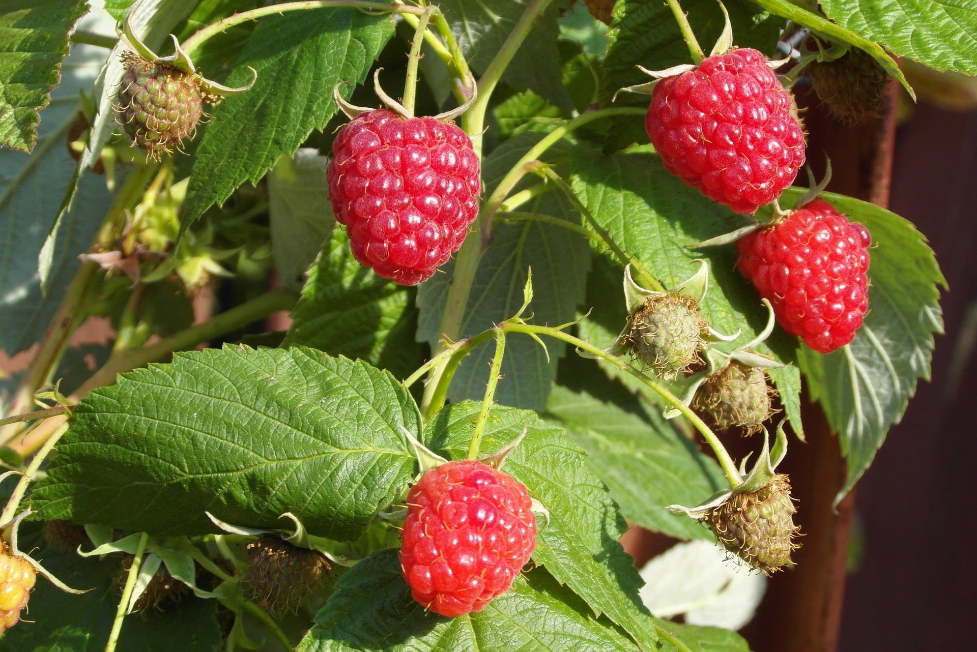 Lampone Rosso: benefici, proprietà, a cosa serve Rubus Idaeus