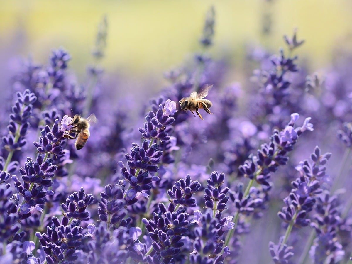 Lavanda Officinalis o Lavandula Angustifolia: proprietà, benefici, usi
