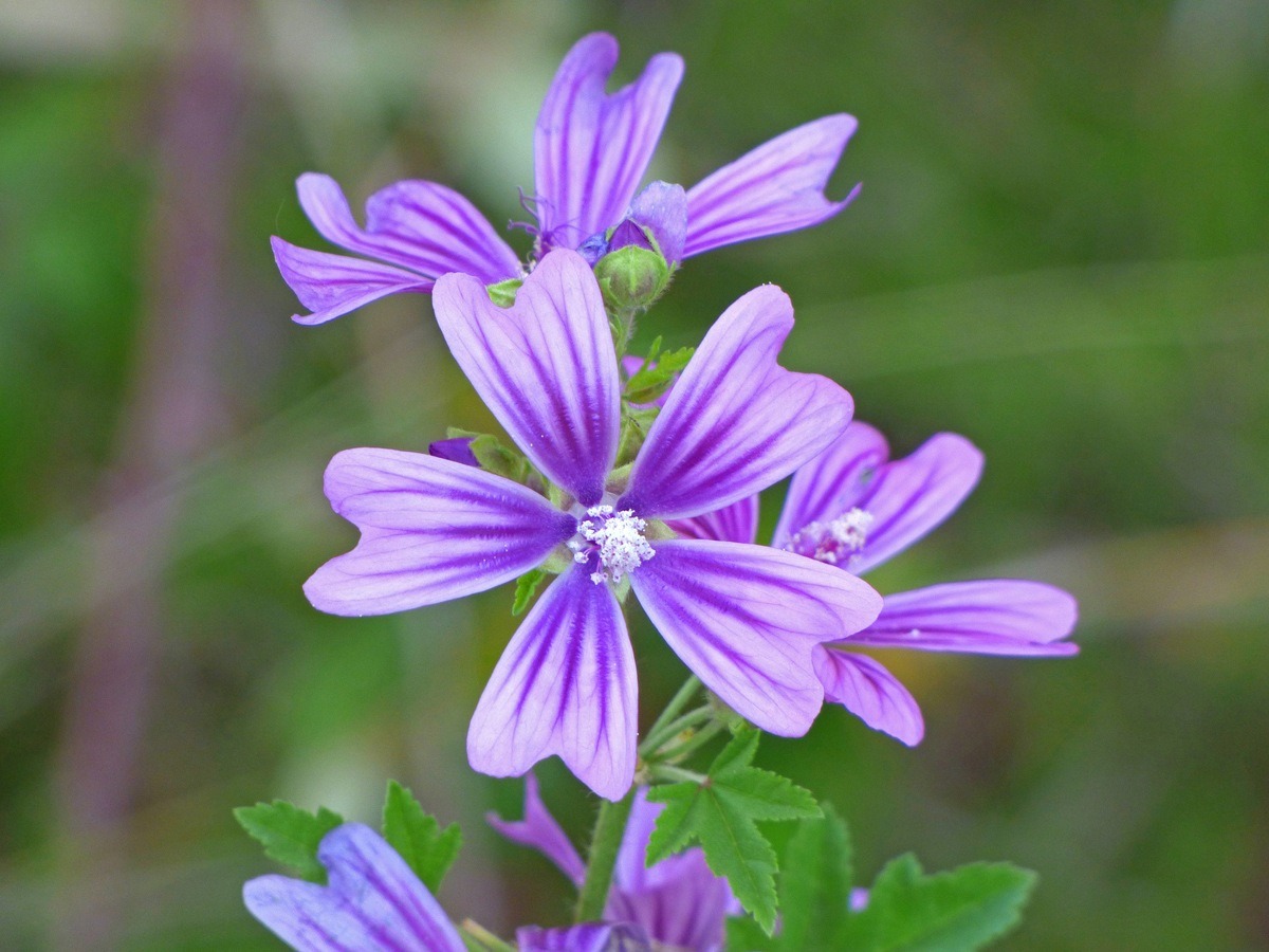 Malva Sylvestris: proprietà, benefici, a cosa serve