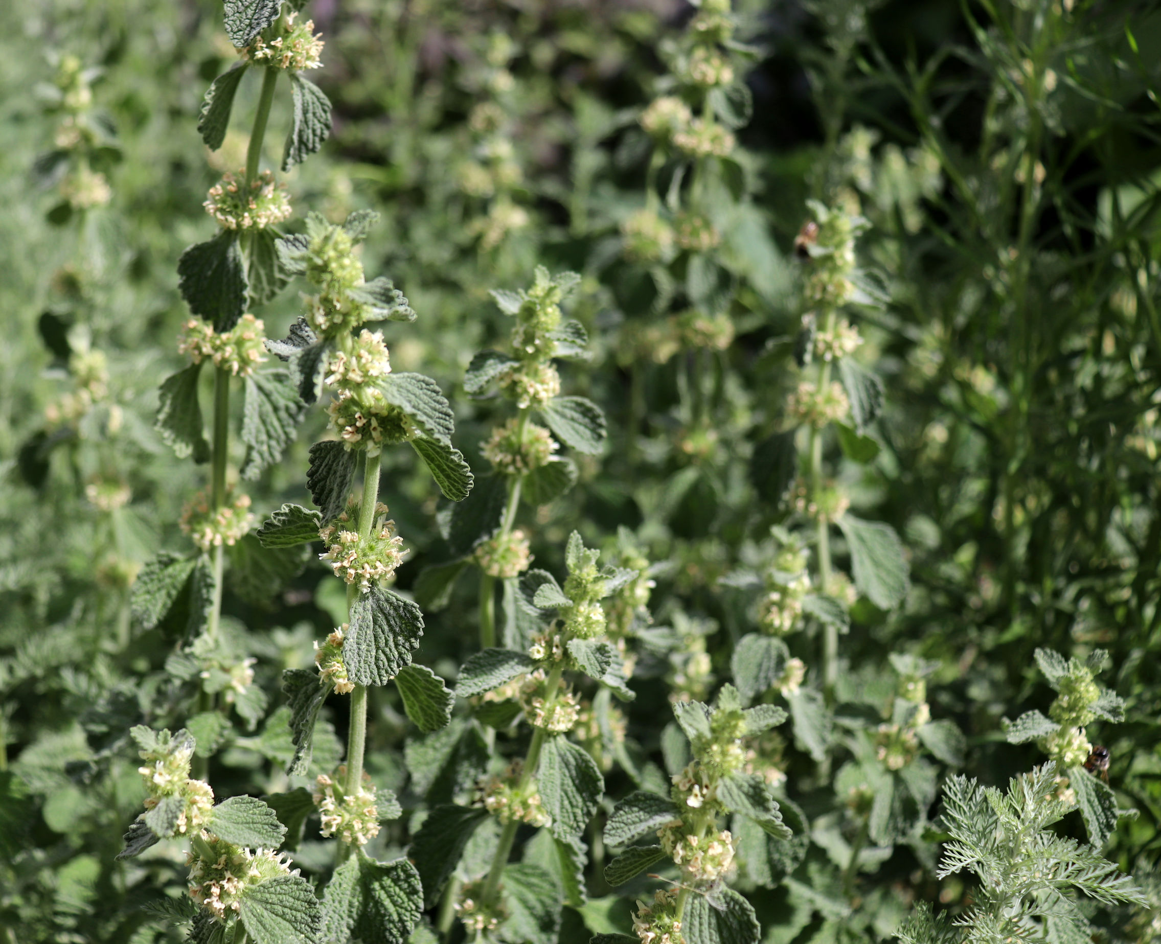 Marrubio Comune: proprietà pianta, benefici, a cosa serve Marrubium Vulgare