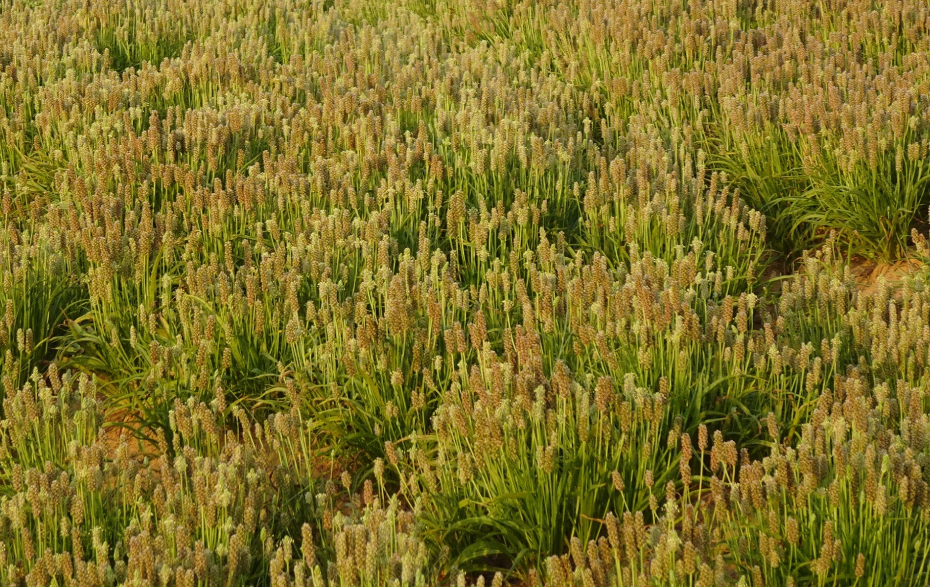 Psillio: cos’è, proprietà, benefici, a cosa serve, uso, dosi Plantago ...