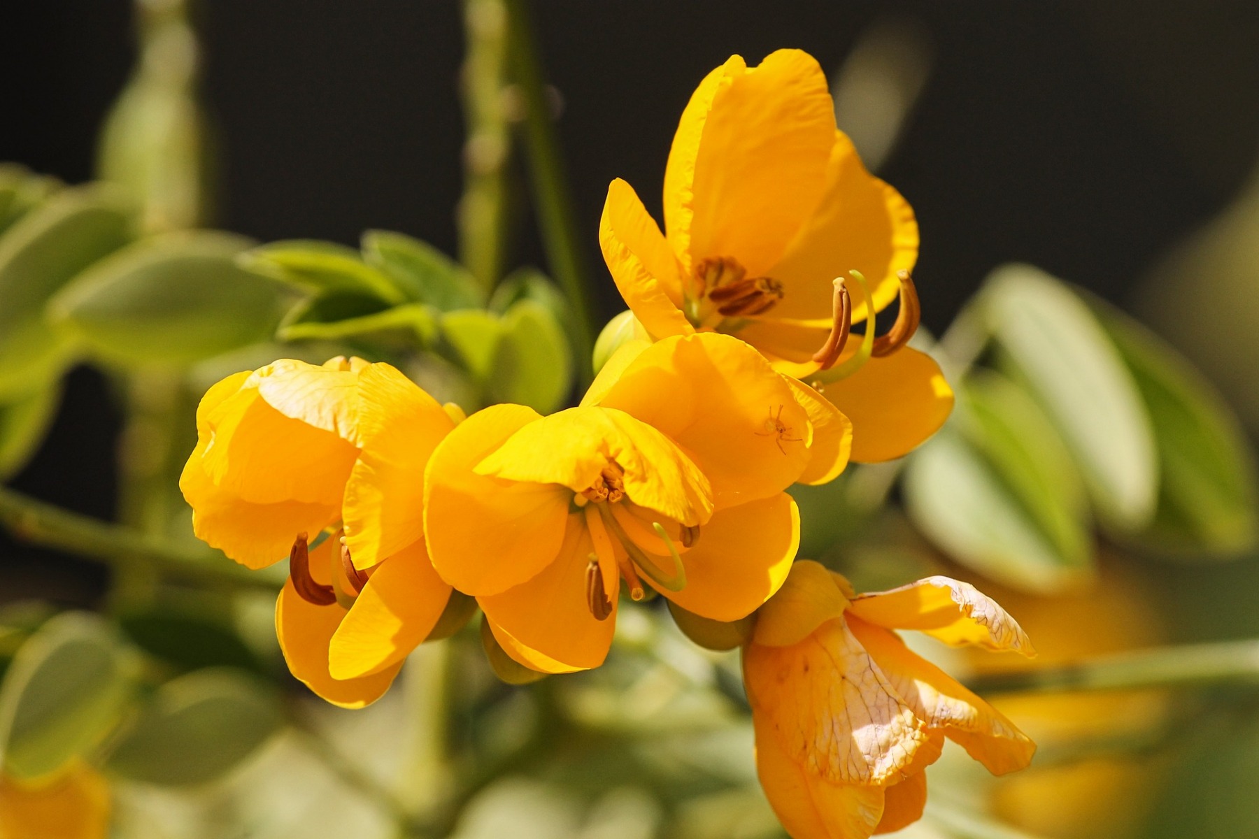 Senna pianta: proprietà, benefici, a cosa serve Cassia Angustifolia erba
