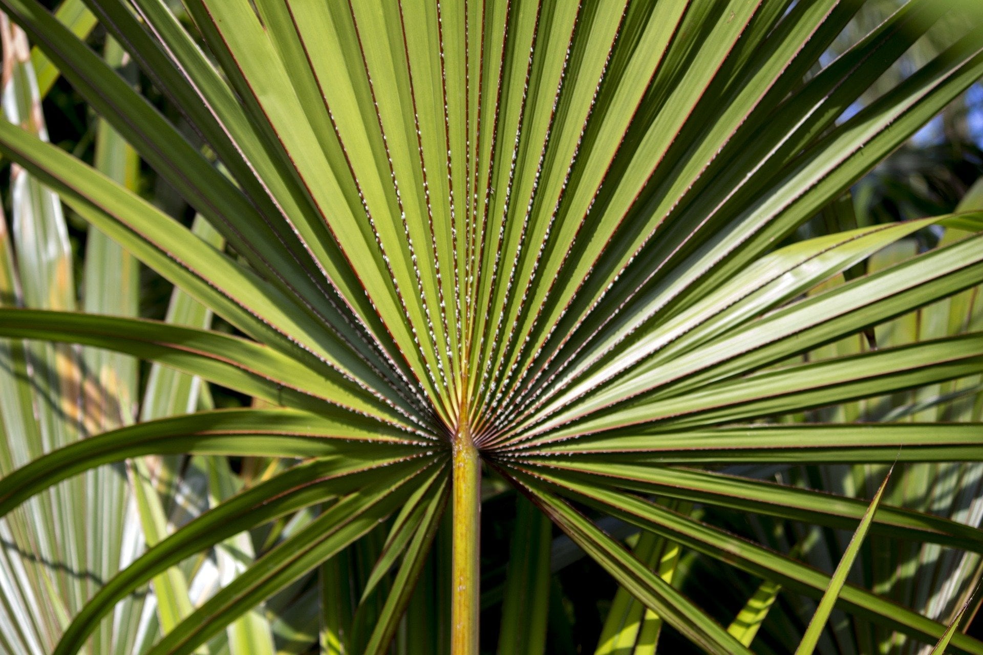 Serenoa Repens: proprietà, benefici, usi, effetti Saw Palmetto
