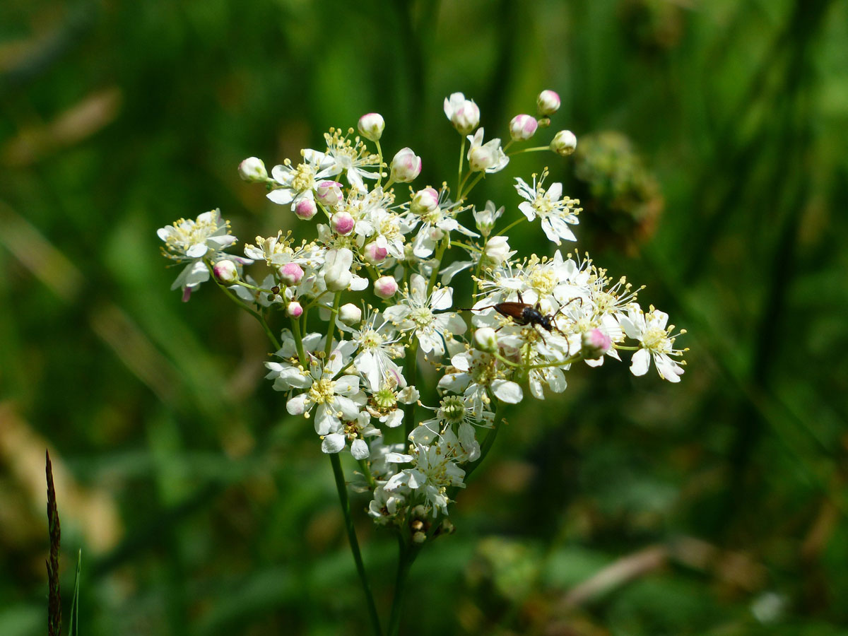 Olmaria o Spirea Ulmaria: proprietà, benefici, usi Filipendula Ulmaria ...