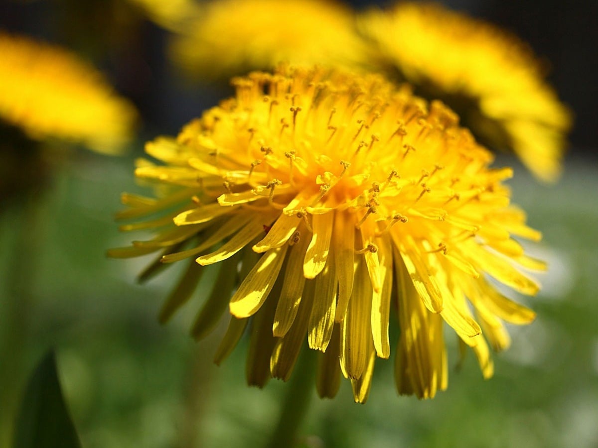 Tarassaco o Taraxacum officinale: benefici, proprietà pianta, a cosa ...